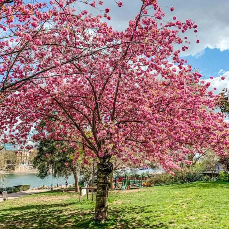 100pcs seeds double tree seeds for planting | Great Deals | Temu