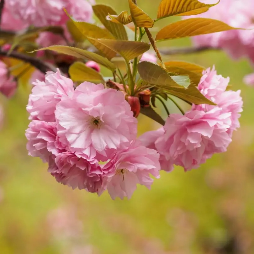 easy cultivating high rate rare double pink - Temu