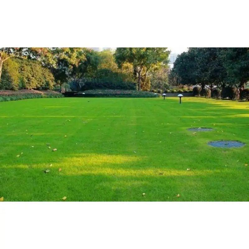 Popular High Germination Rate Bermuda Grass Seeds 50grams Temu
