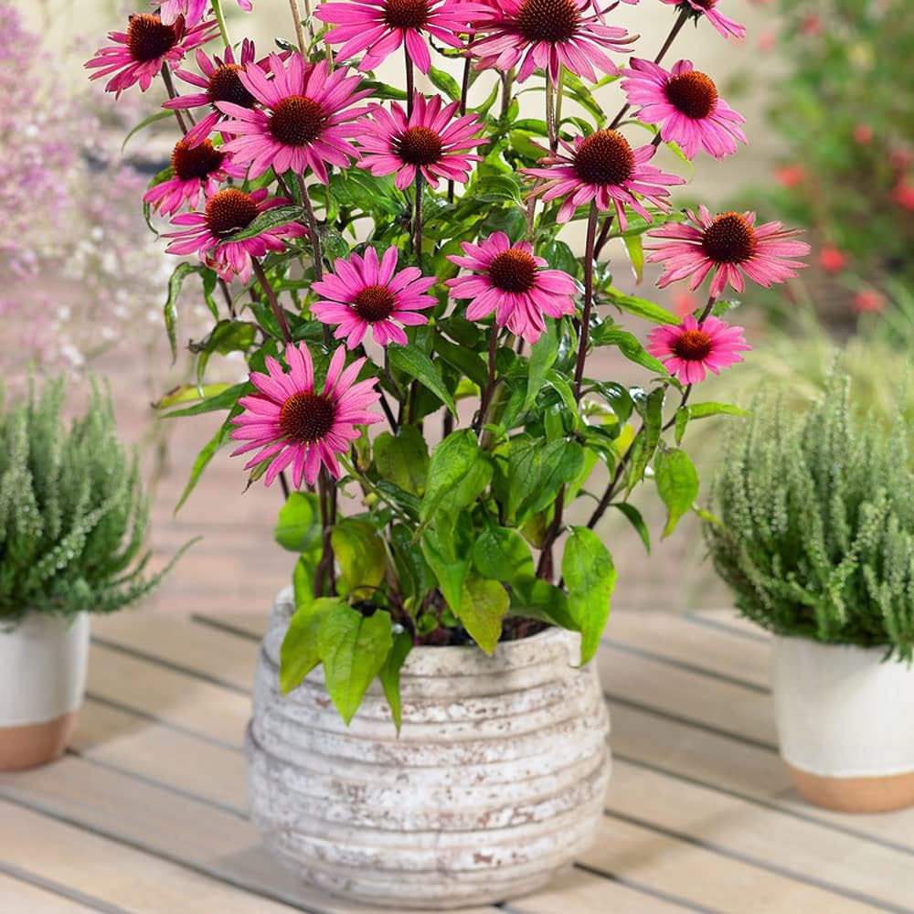 25 Seeds Purple Garden - Temu