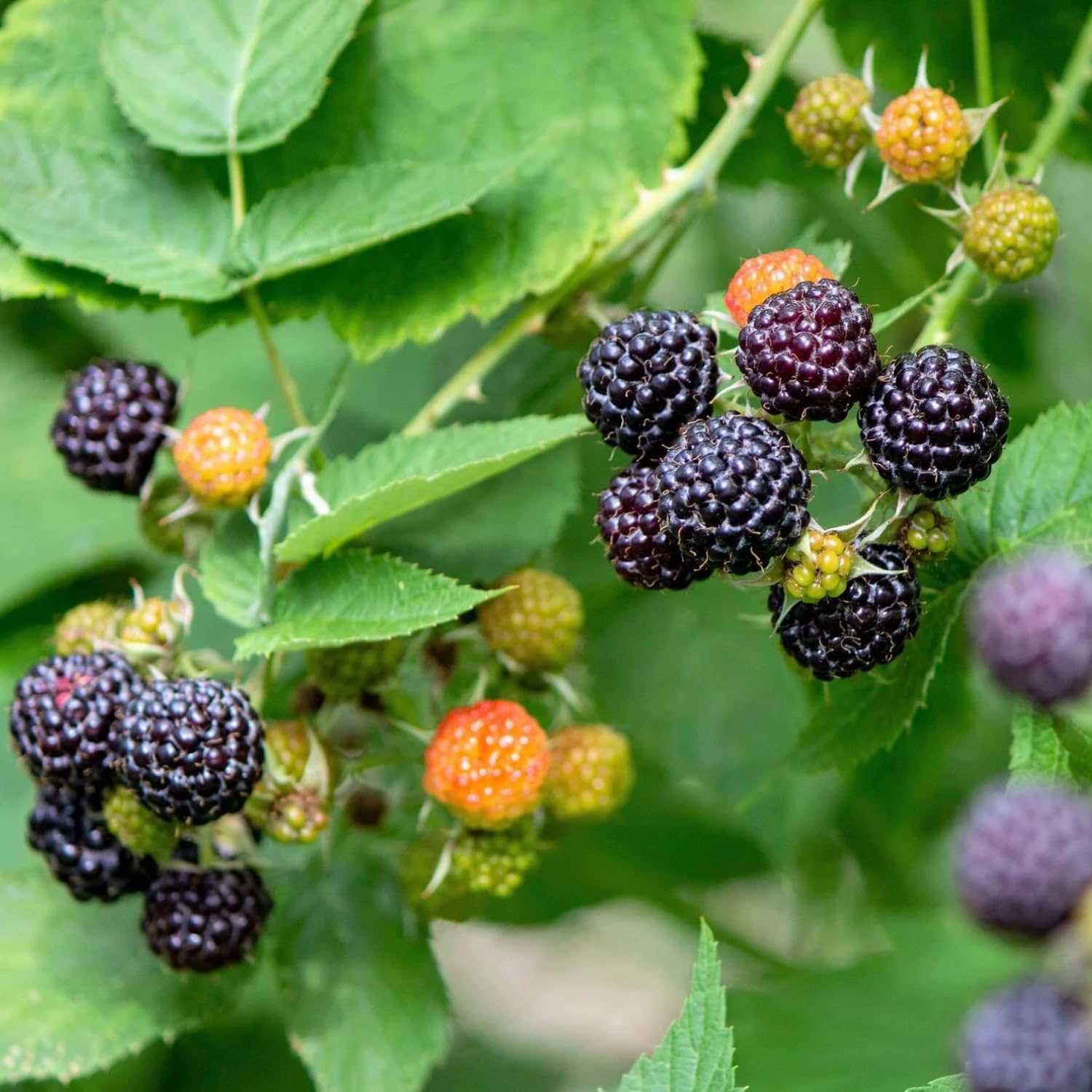 Black Raspberry Plant Seed Planting Mixed - Temu