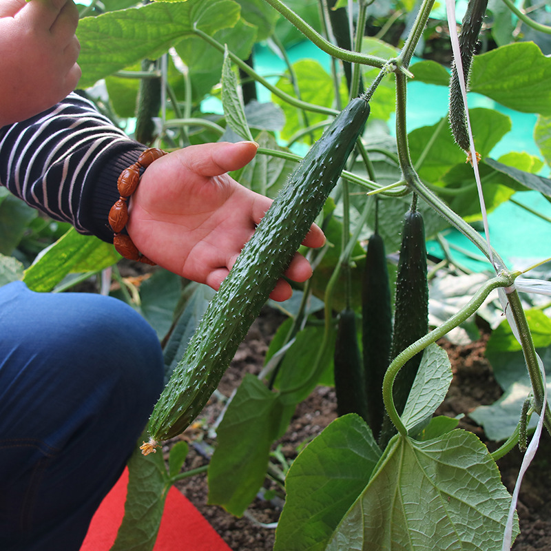 Cucumber Seeds, Vegetable Seeds - Temu