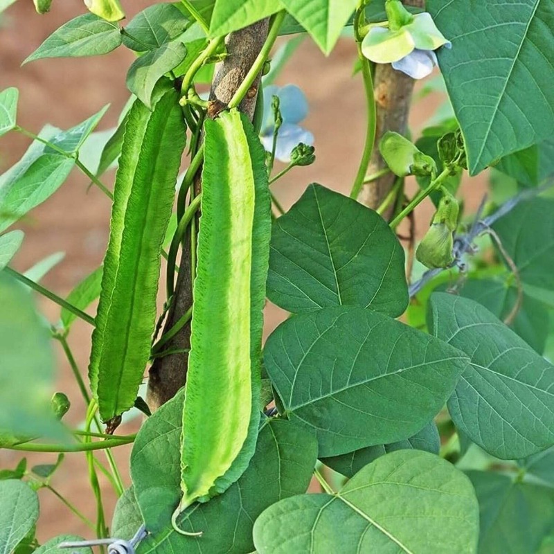 seeds dragon vine seeds four sided beans (four sided beans) - Temu