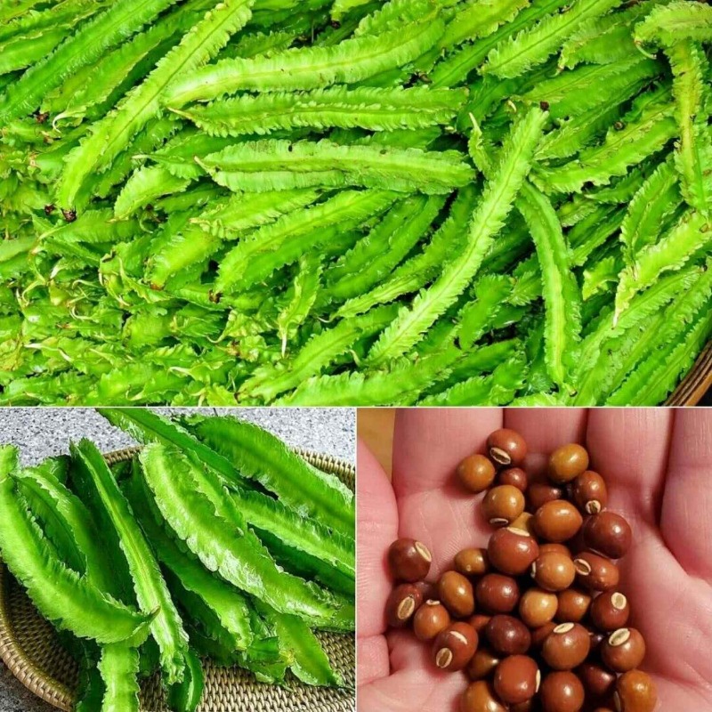 seeds dragon vine seeds four sided beans (four sided beans) - Temu