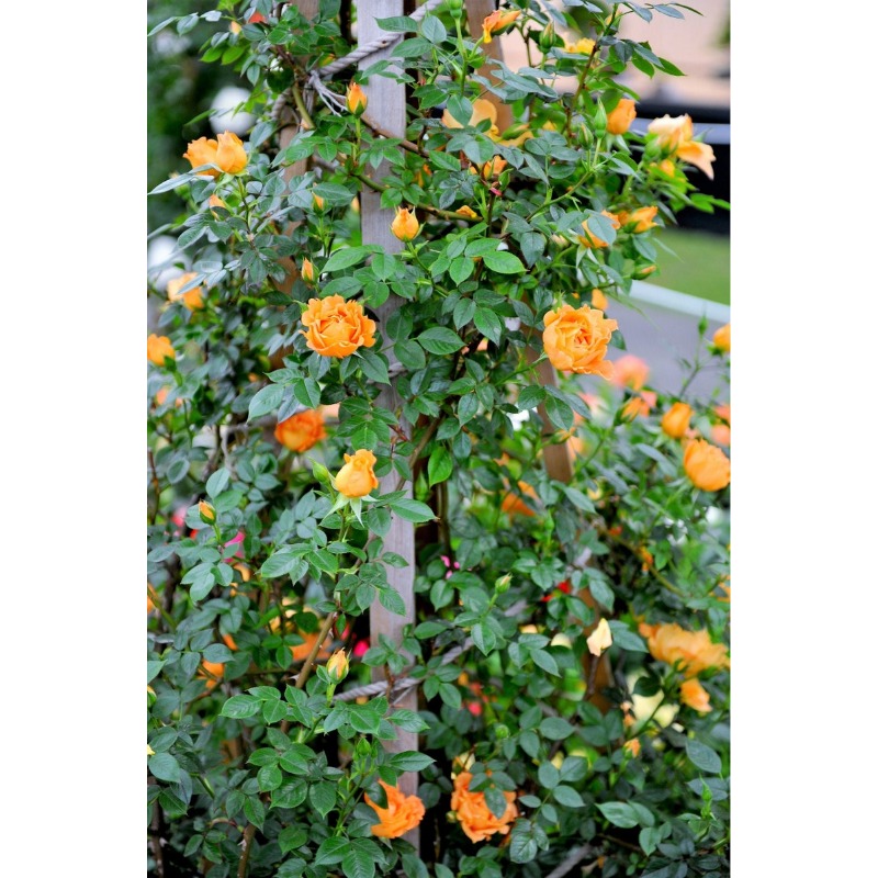 5 orange climbing bush vine climber fragrant - Temu