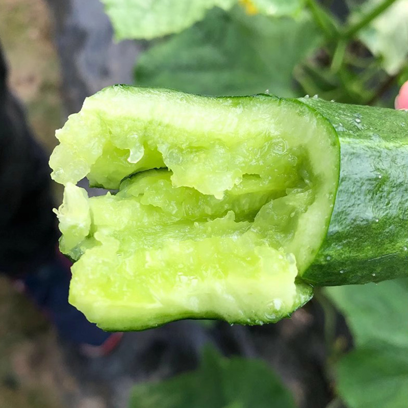 Cucumber Seeds, Vegetable Seeds - Temu