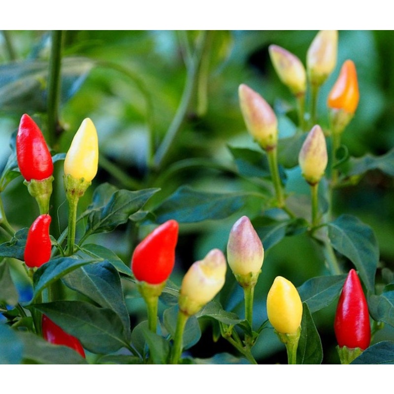 Beautiful Pepper 30 Fresh Seeds 2024 - Temu
