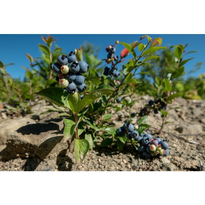 Wholesale50 Lowbush Blueberry Vaccinium Angustifolium Fruit Dwarf Shrub ...
