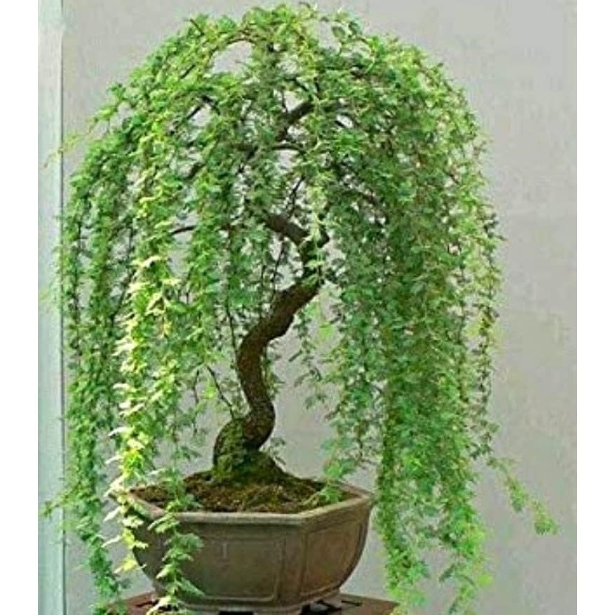 weeping willow bonsai cutting growing great gift - Temu