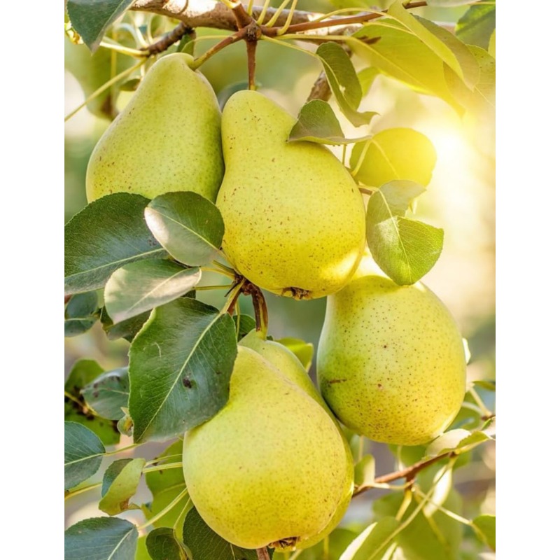 Germination High Rate Ordinary Seeds Outdoor - Temu
