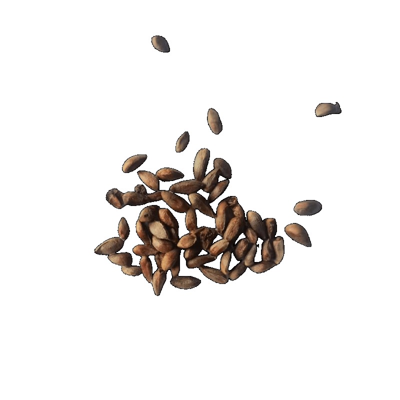 Easy Cultivating High Germination Rate Rare Plant Tree Seeds - Temu