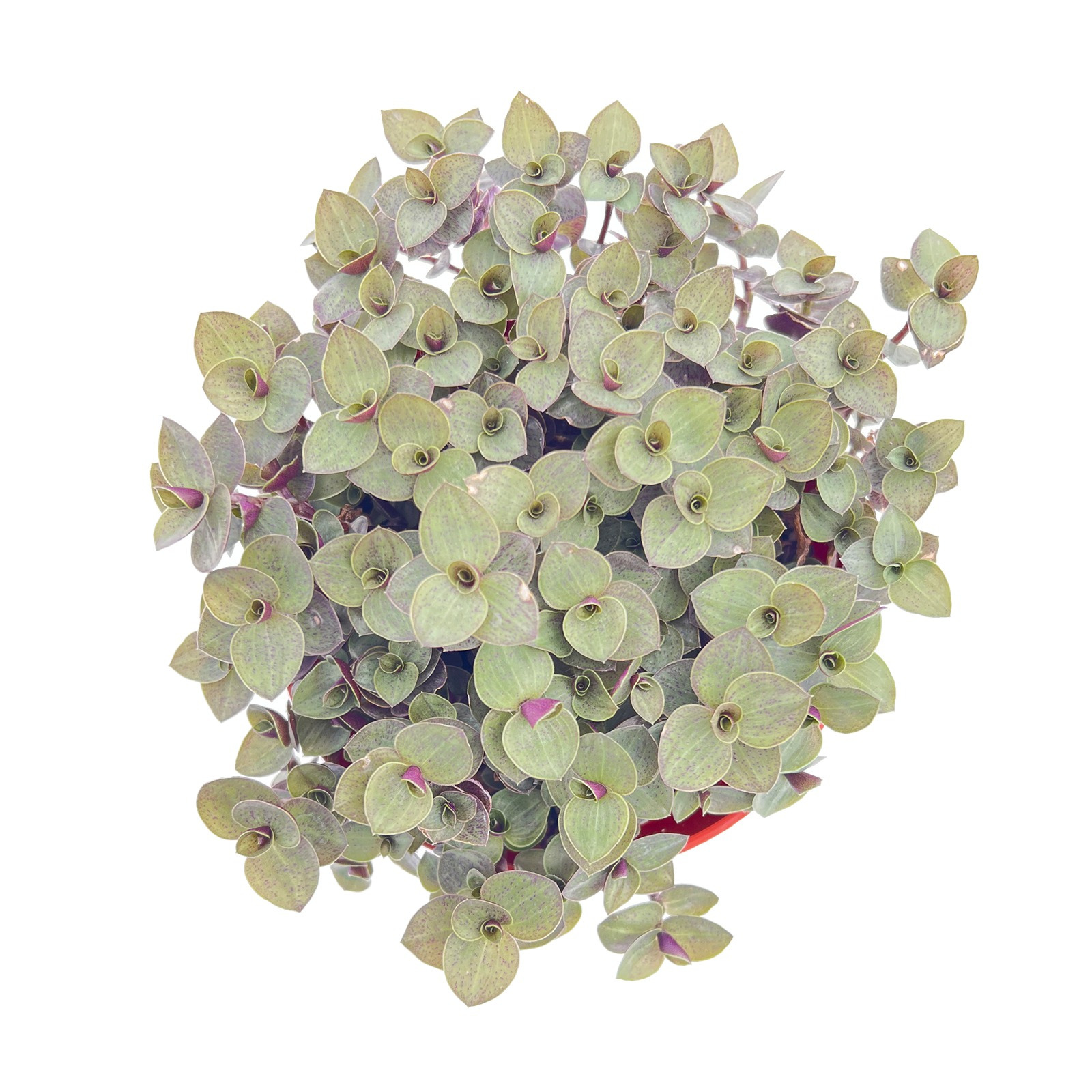 live plants sold on Temu United States