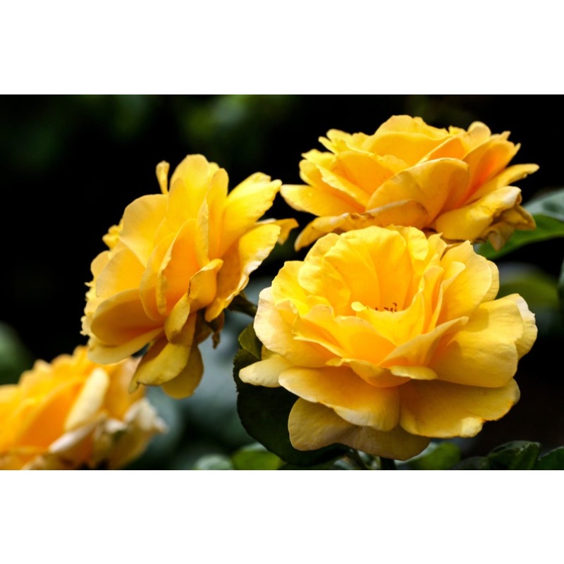 5 yellow climbing bush vine climber fragrant - Temu