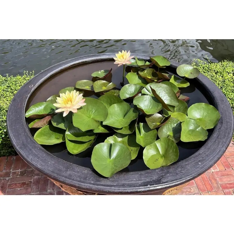Lotus Seeds Bonsai Lotus Seeds Planting Aquatic Lily Flower - Temu