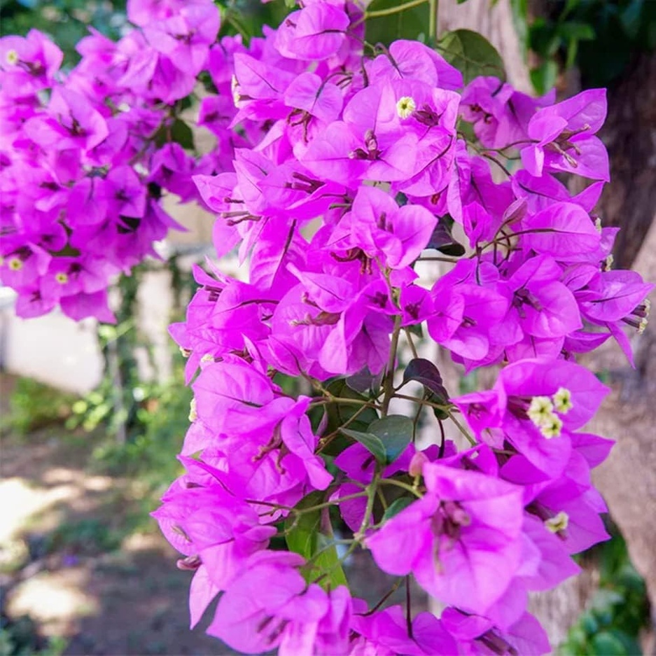 200 Exotic Purple Blovilia Jasmine Garden Fast Growing - Temu