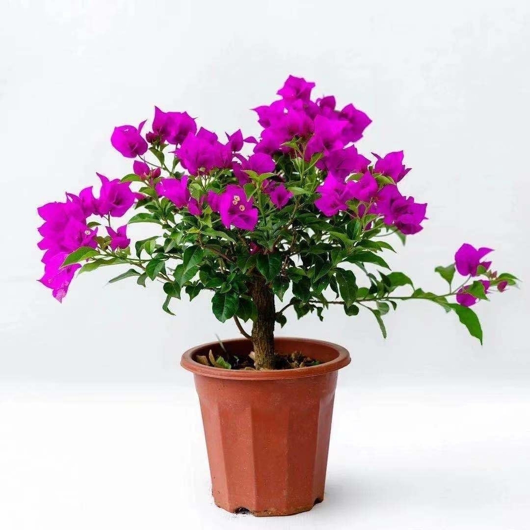 200 Exotic Purple Blovilia Jasmine Garden Fast Growing - Temu