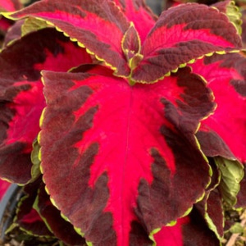 Chocolate Covered Cherry Pelleted Seeds Indoor Shade - Temu