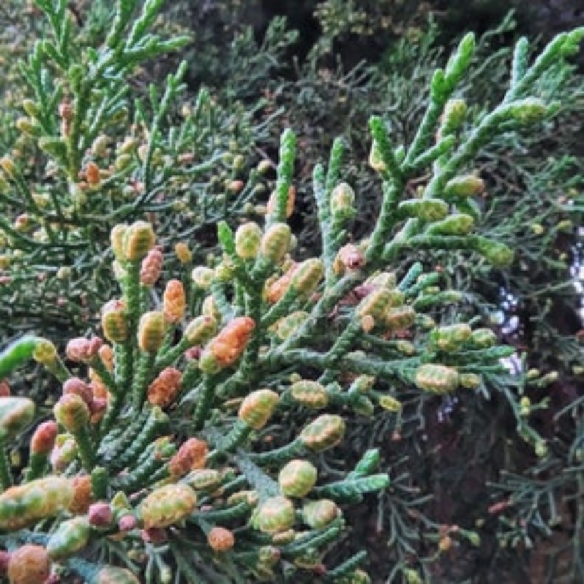 25 Tree Seeds white Cedar small Rugged - Temu