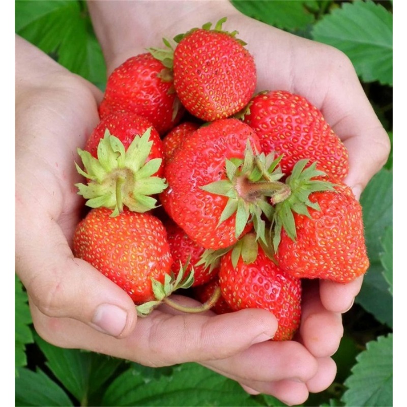 Strawberry Seeds Suitable Planting Fruit Trees Grow Multiple - Temu