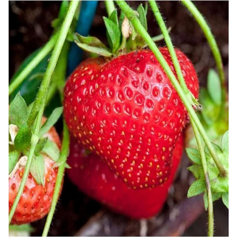 Strawberry Seeds Suitable Planting Fruit Trees Grow Multiple - Temu