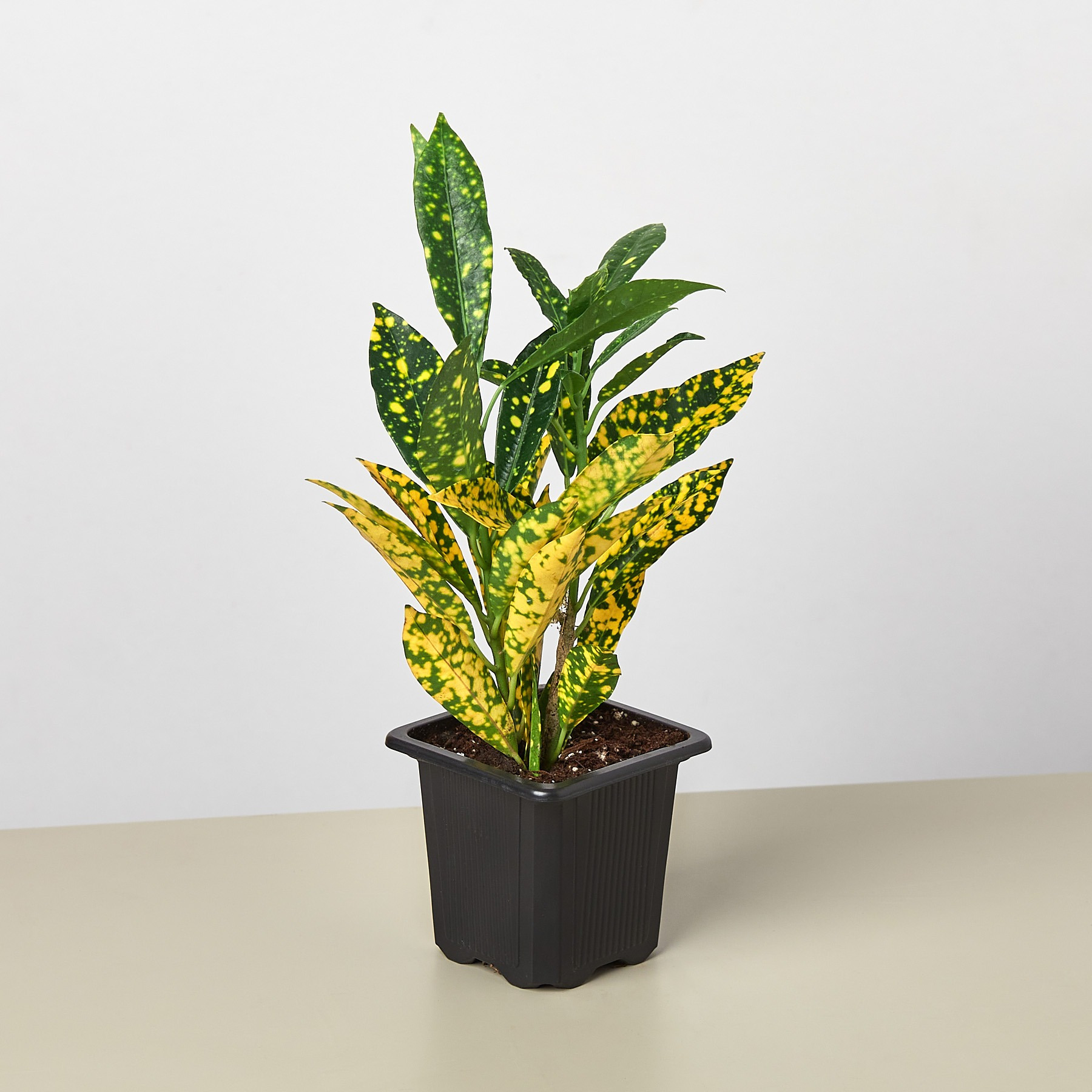 house plants sold on Temu United States