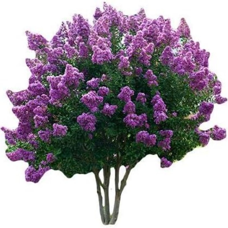 Seeds Tree Plant Seeds Purple - Temu