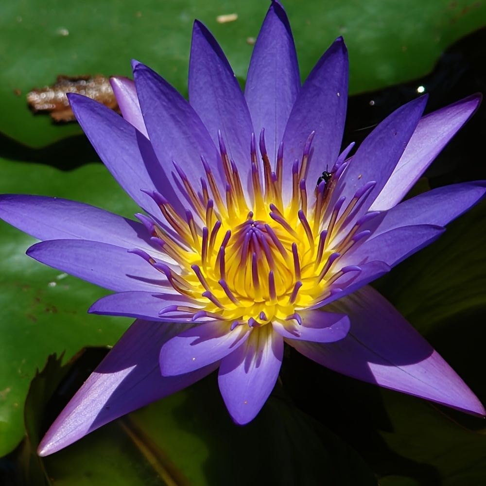 35 Potted Seeds Planting Bowl Lotus Seeds Water Lily Flower - Temu