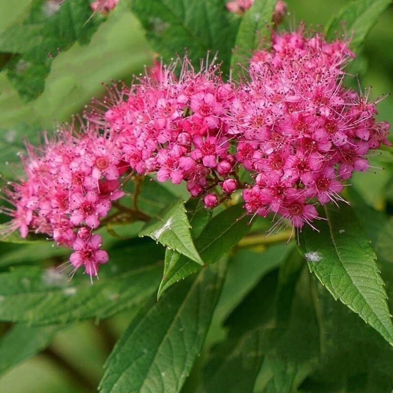 easy cultivating high germination rate spiraea seed - Temu
