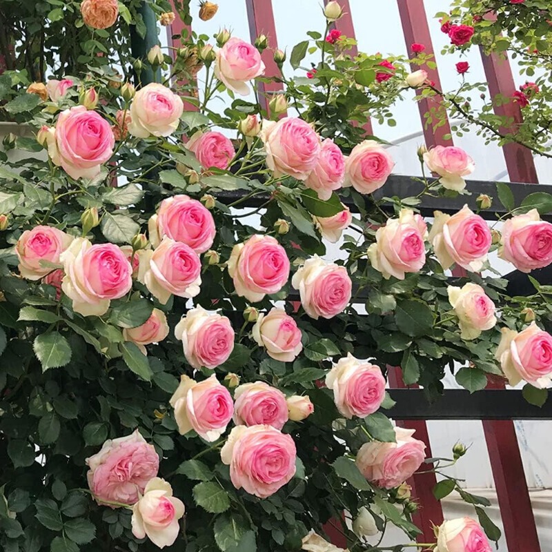 Pink Climbing Rose Vine Amazing Growth Beautiful Roses - Temu
