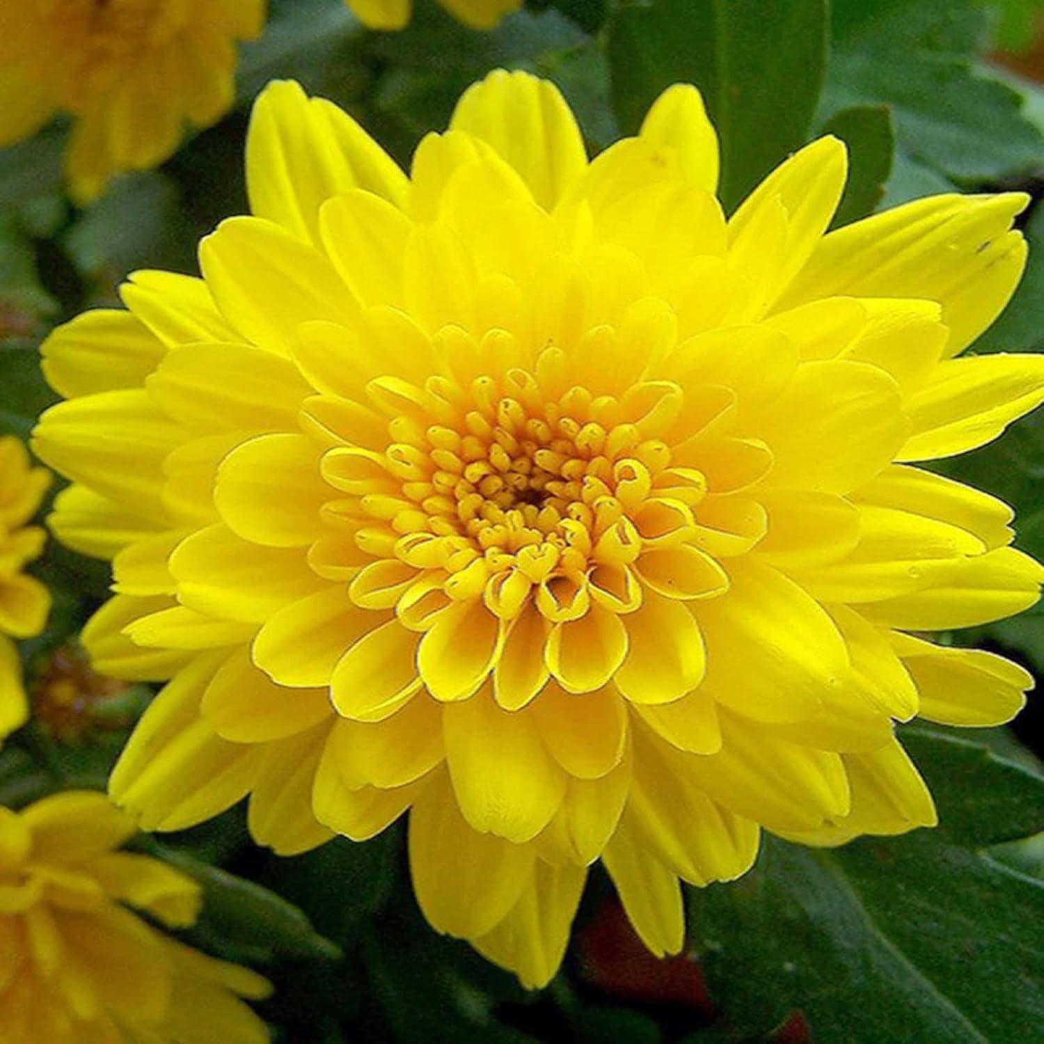 yellow chrysanthemum flower seeds 5000 seeds lovely yellow - Temu