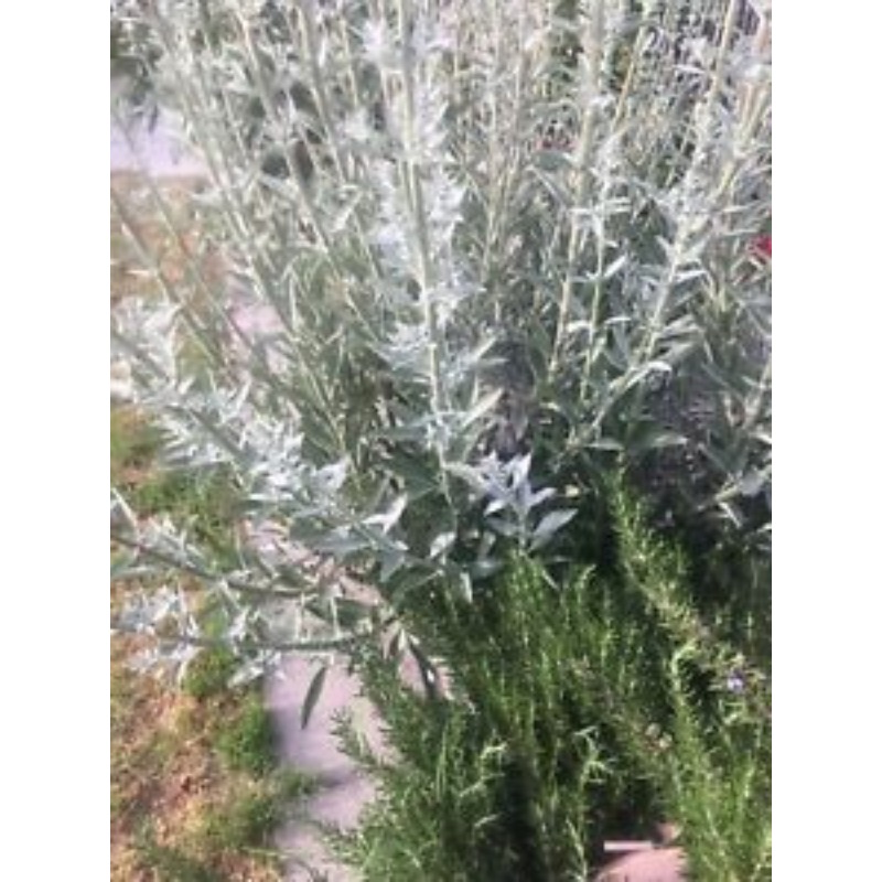 Sage Seeds Native Wildflowers Bee Attractants - Temu