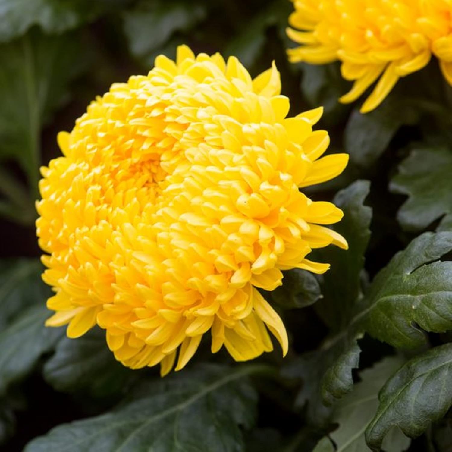 yellow chrysanthemum flower seeds 5000 seeds lovely yellow - Temu