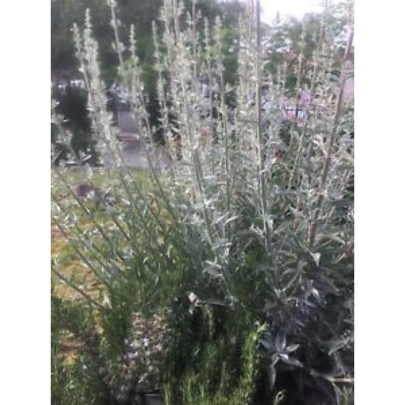 Sage Seeds Native Wildflowers Bee Attractants - Temu