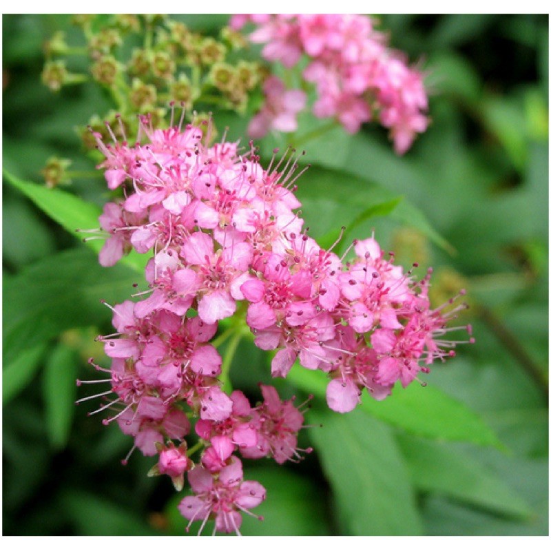 easy cultivating high germination rate spiraea seed - Temu
