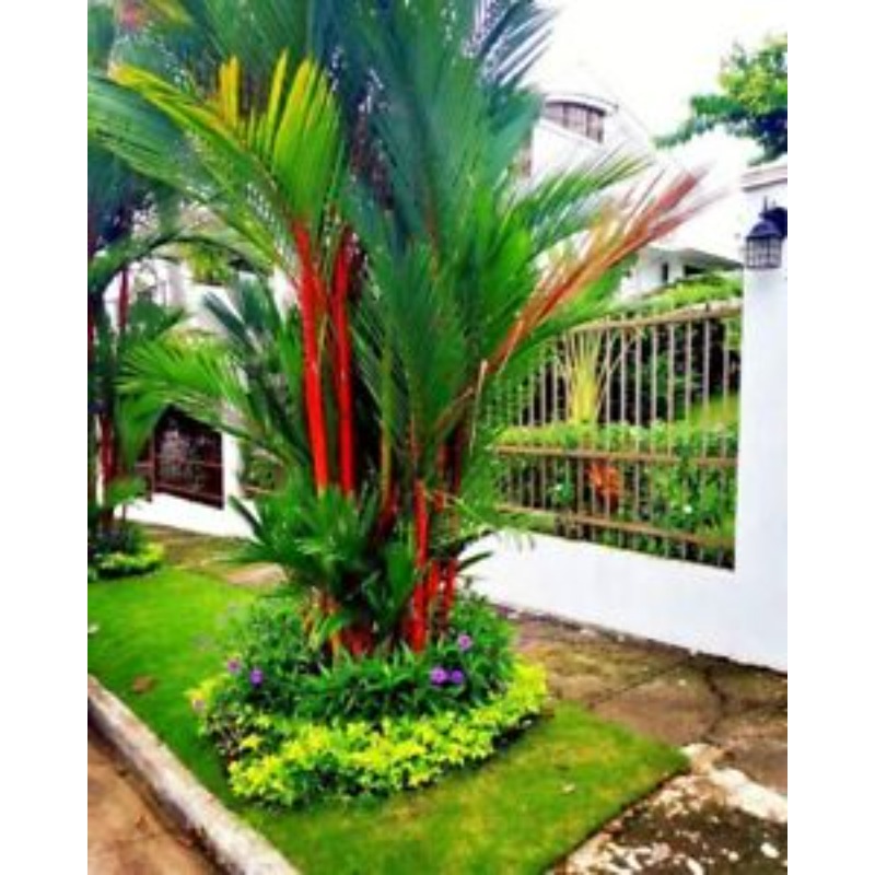 Red Sealed Wax "lipstick" Palm Tree Seeds (cyrtostachys - Temu