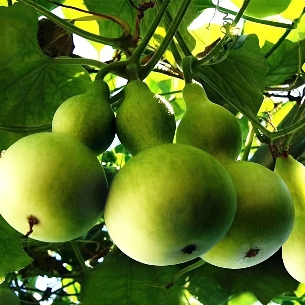 Extra Large Wine Fairy Seeds Courtyard - Temu