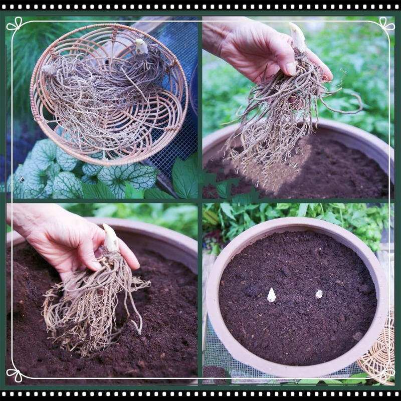 200 Light Yellow Cucumber Seeds - Temu