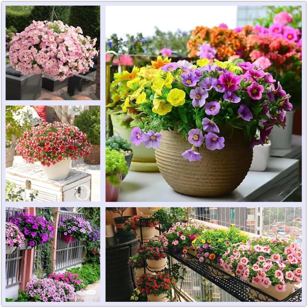 Mixed Flower Seeds Plant Flower Seeds Planting - Temu