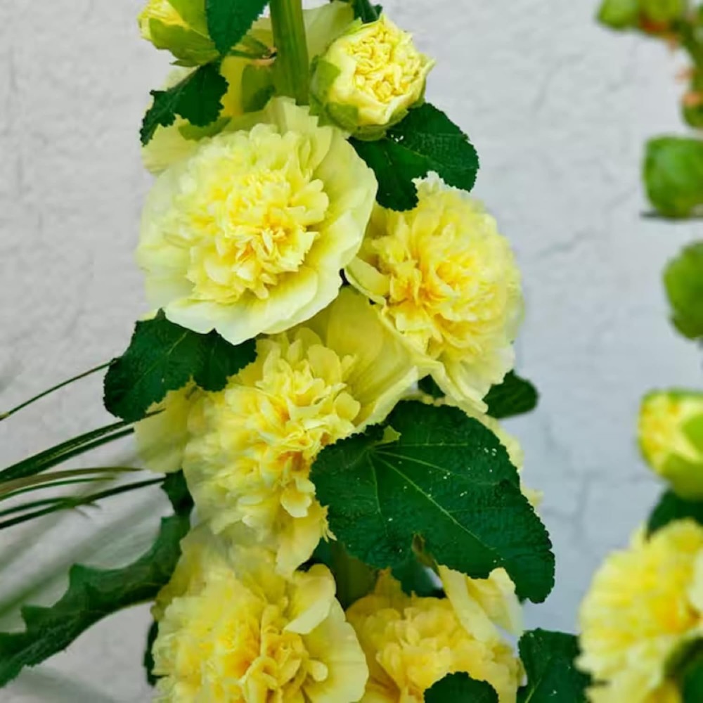 Double Gold Peony Seed Stunningly Displays Garden - Temu