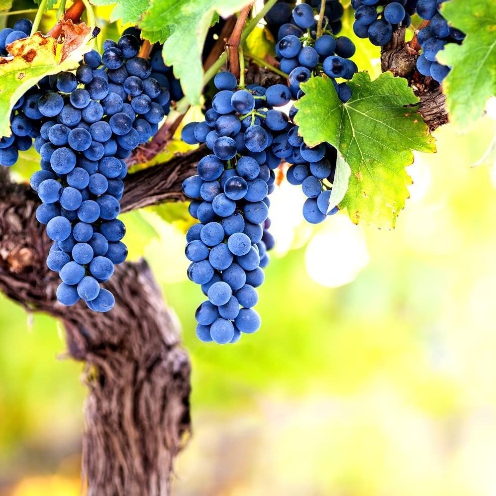 Seeds popular - Temu