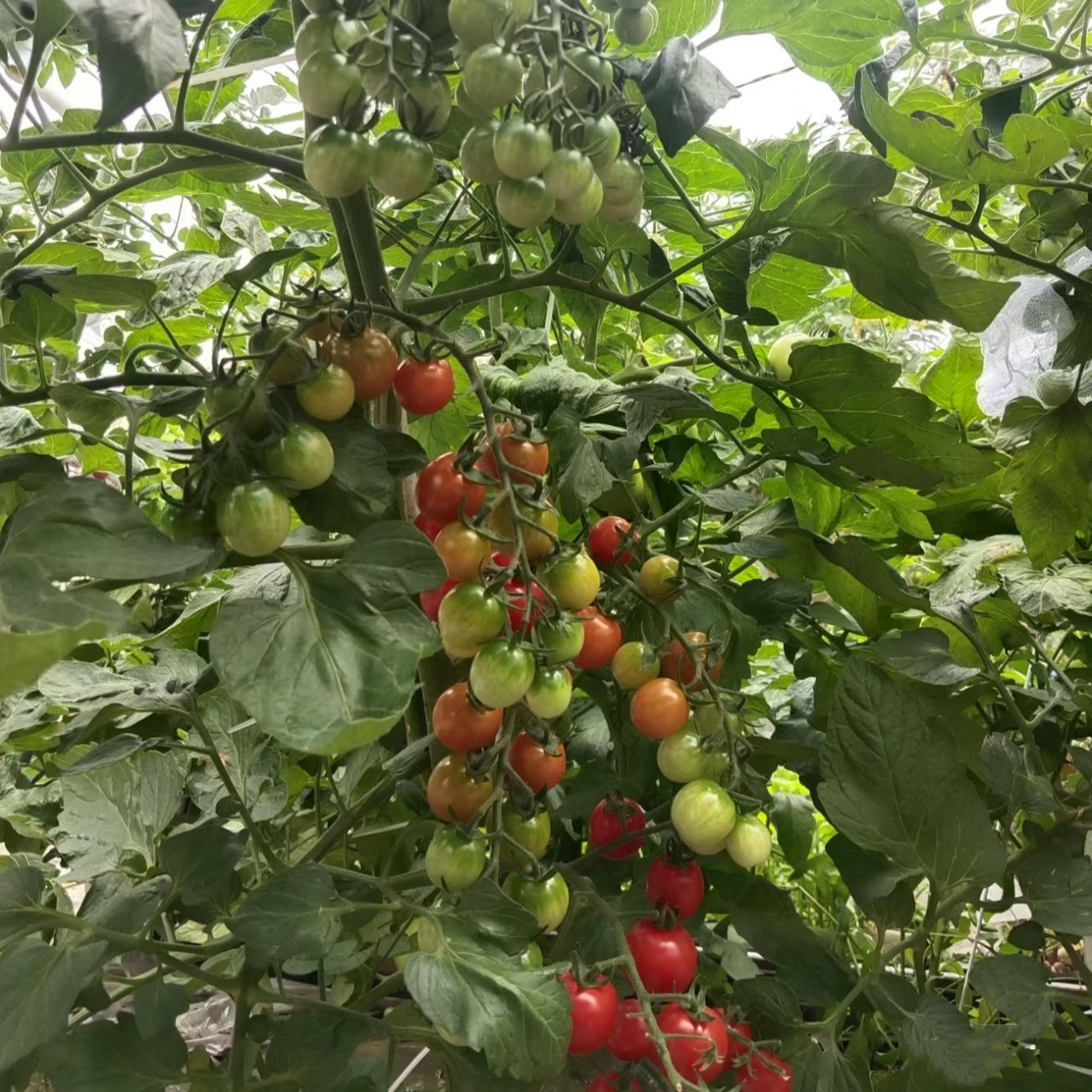 300 Tomato Seeds Planting Sugar - Temu