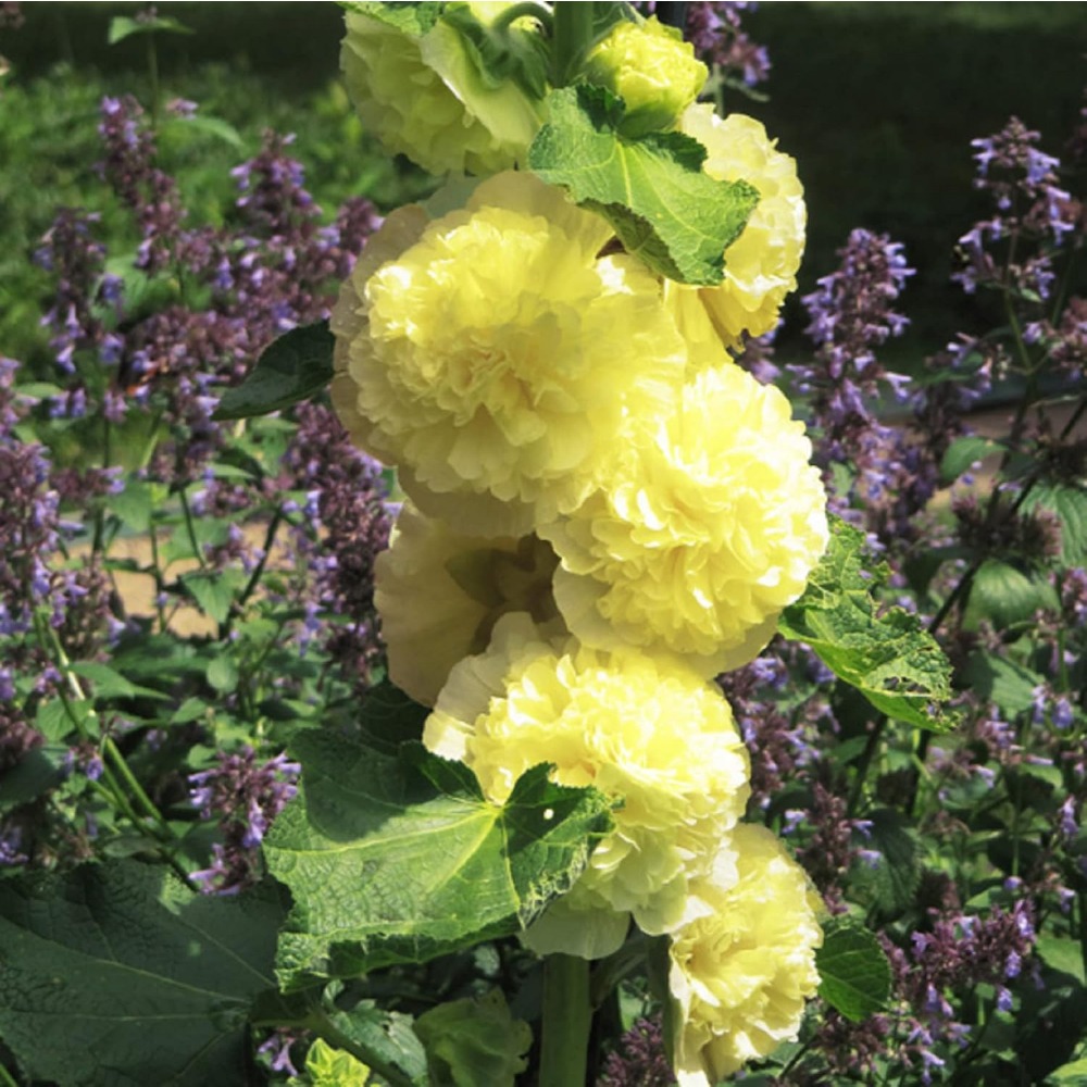 Double Gold Peony Seed Stunningly Displays Garden - Temu