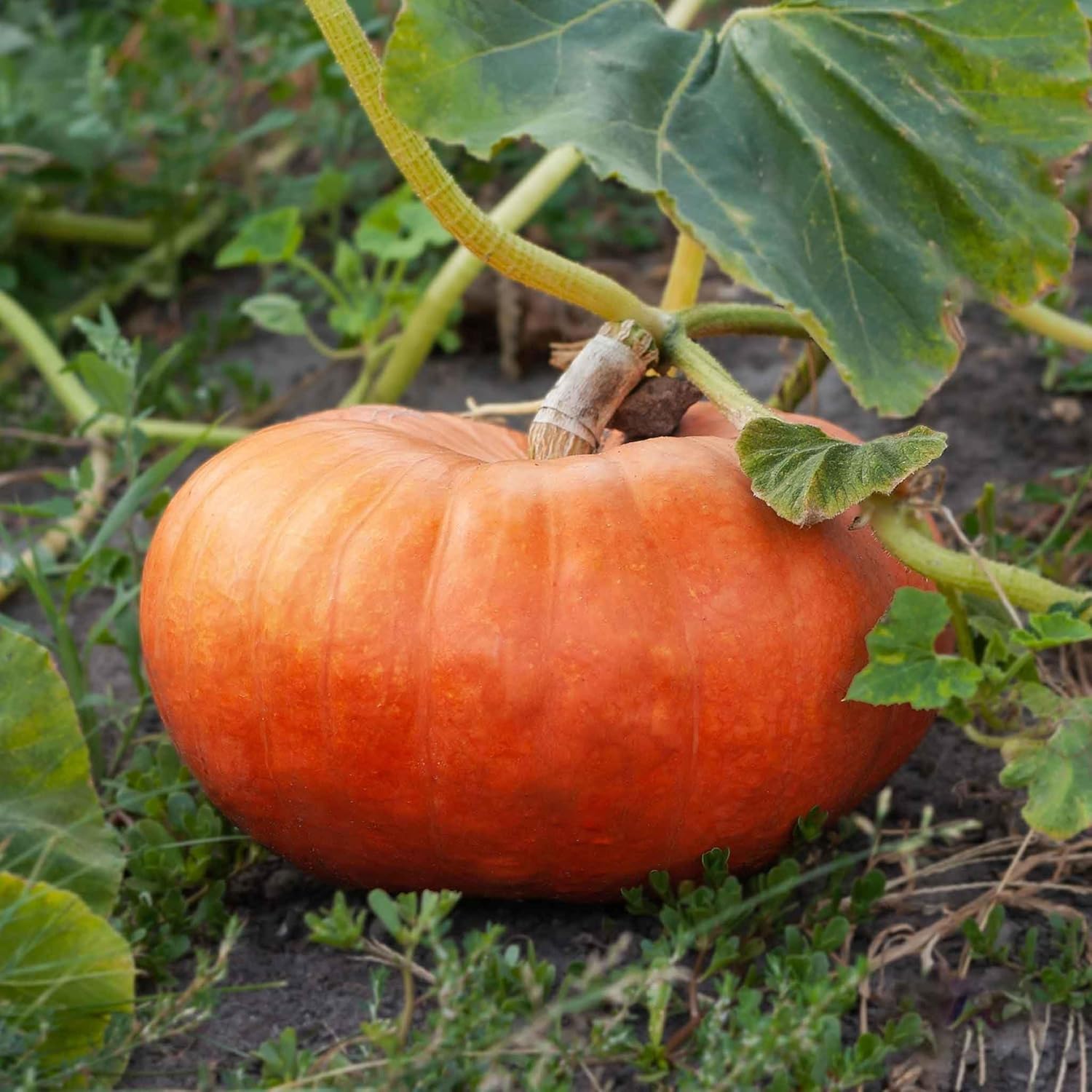 seeds planting high - Temu