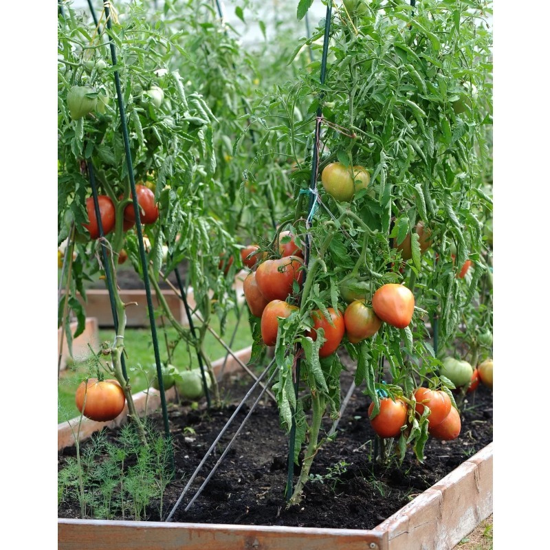 300 tomato seeds a gift home planting - Temu