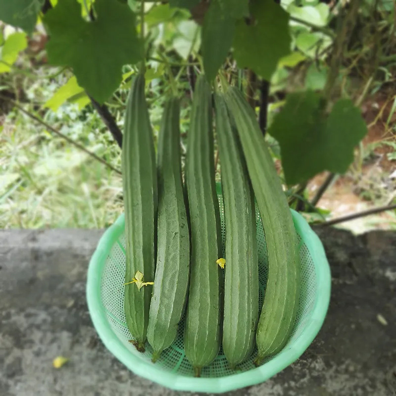Luffa Seeds Octagonal Melon Ling Luffa - Temu
