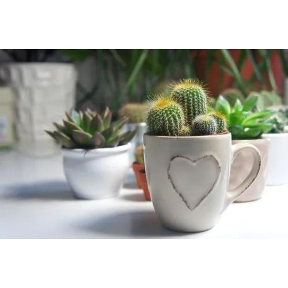 50 Cactus Stems Flowers Thorns Hairs Ribs Warts A - Temu
