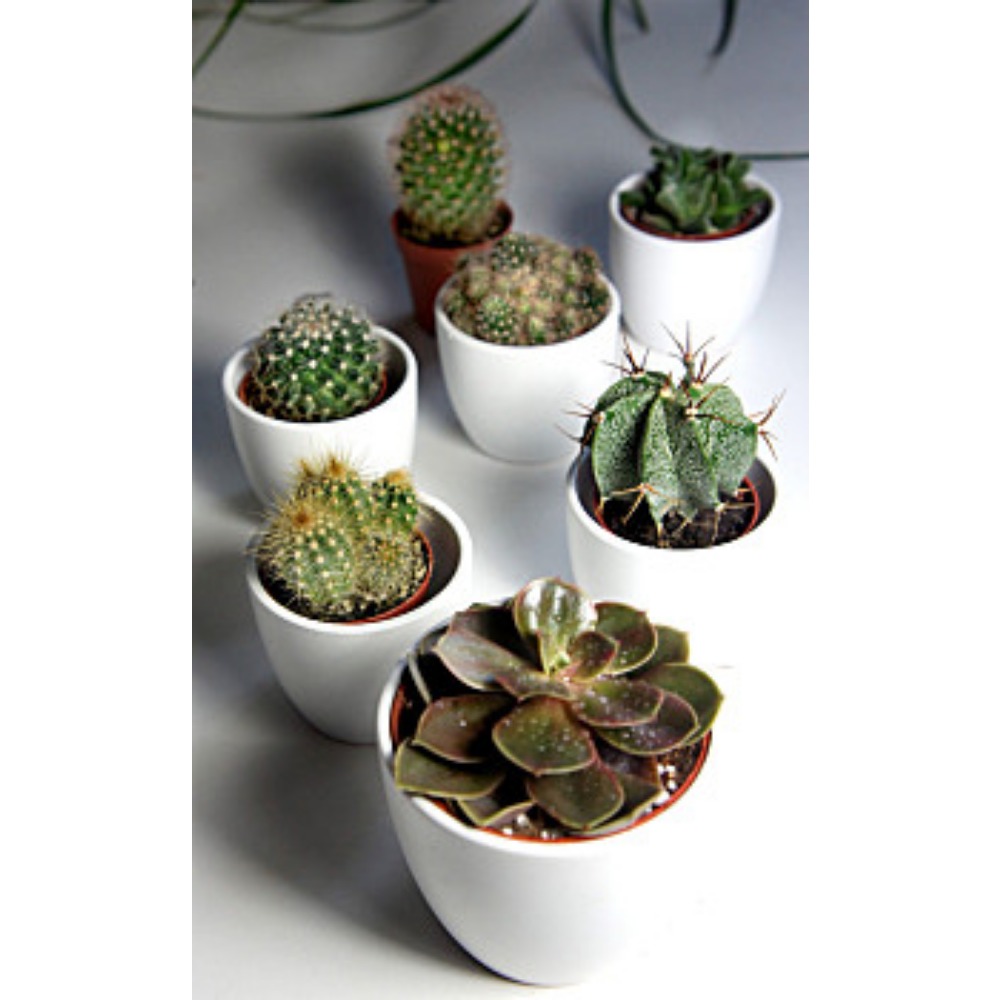 50 Cactus Stems Flowers Thorns Hairs Ribs Warts A - Temu