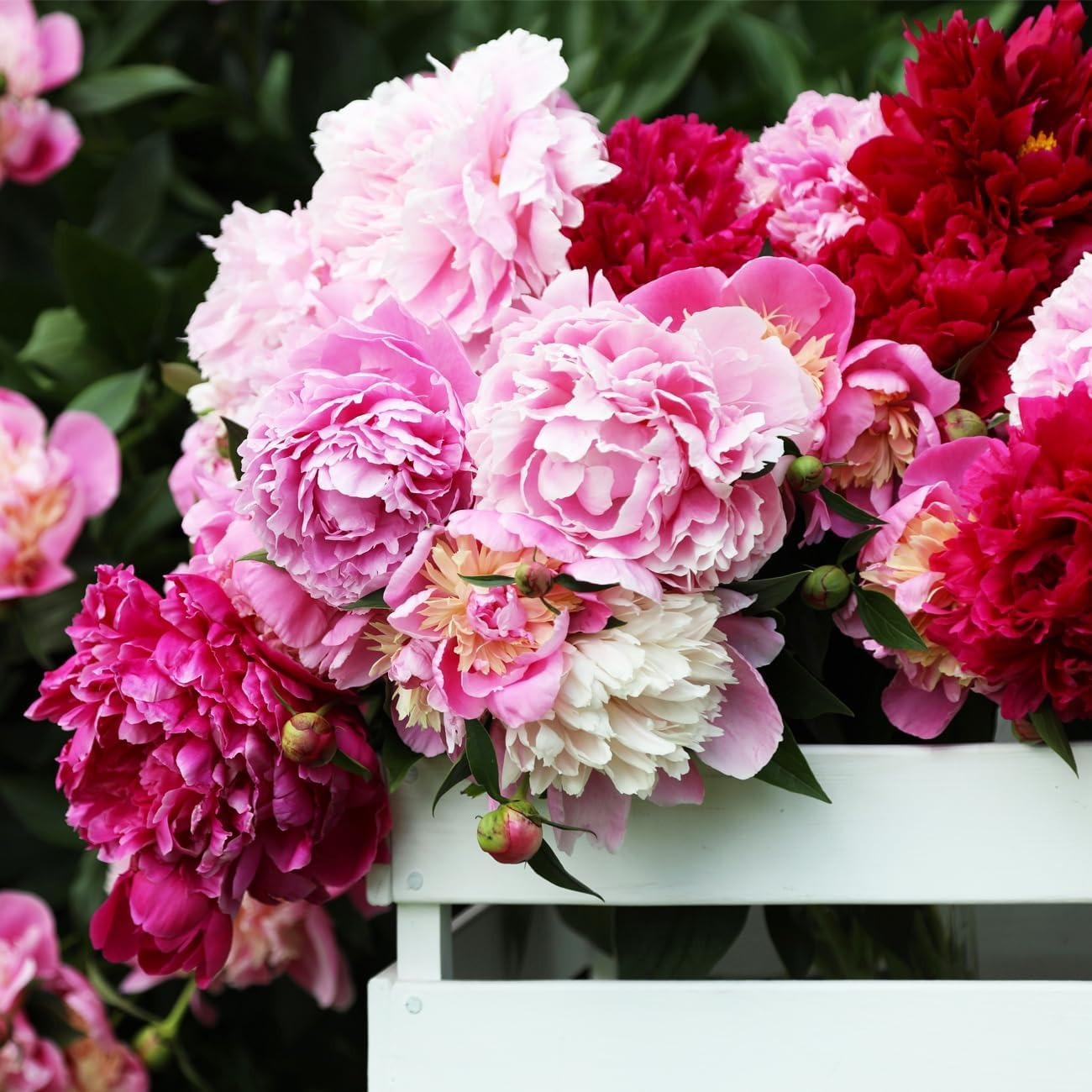 50 + grain peony seeds cotton candy peony mixed seeds - Temu