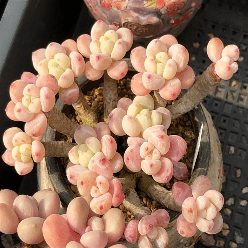 2024 bright rare mixed succulent seeds beautiful colorful - Temu