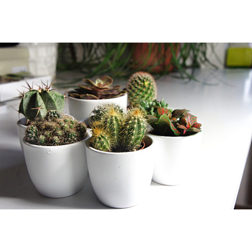 50 Cactus Stems Flowers Thorns Hairs Ribs Warts A - Temu